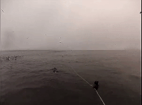 Dominance GIFs - Get the best gif on GIFER