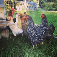 Hen GIFs - Get the best gif on GIFER