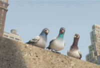 Pigeon GIFs - Get the best gif on GIFER