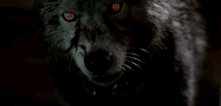 Werewolves GIFs - Get the best gif on GIFER