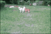 Ranimalsbeingderps GIFs - Get the best gif on GIFER