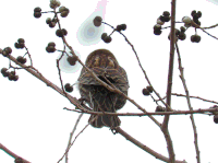 Flock GIFs - Get the best gif on GIFER