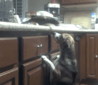 Loro GIFs - Get the best gif on GIFER