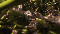 Swamp GIFs - Get the best gif on GIFER