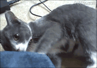 Spasms GIFs - Get the best gif on GIFER