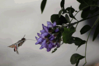 Motte GIFs - Get the best gif on GIFER