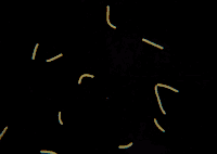 Stop frame GIFs - Get the best gif on GIFER