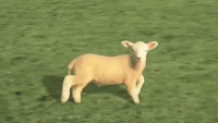 Lamb GIFs - Get the best gif on GIFER