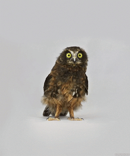Student union GIF - Conseguir o melhor gif em GIFER
