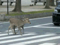 Crosswalk GIFs - Get the best gif on GIFER