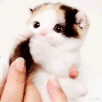 Cuteness GIFs - Get the best gif on GIFER