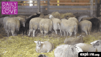 Barn animal GIF - Conseguir o melhor gif em GIFER
