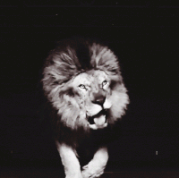 Orphan GIFs - Get the best gif on GIFER
