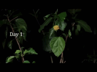 Hibiscus GIFs - Get the best gif on GIFER