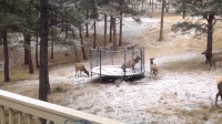Elk GIFs - Get the best gif on GIFER