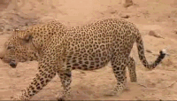 Leopard GIFs - Get the best gif on GIFER