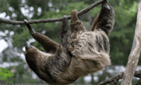 Sloths GIFs - Get the best gif on GIFER