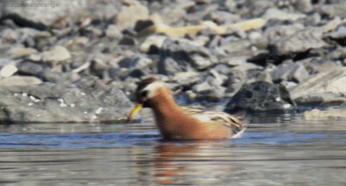 Forage GIFs - Obtenez le meilleur gif sur GIFER