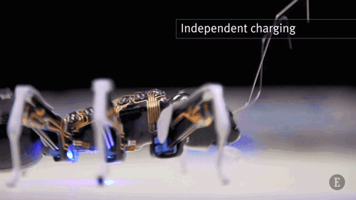 Worker ant GIFs - Get the best gif on GIFER