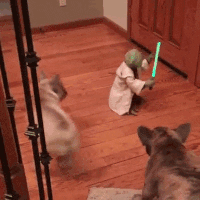Thechive GIFs - Get the best gif on GIFER