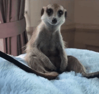 Meerkat GIFs - Get the best gif on GIFER