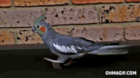 Cockatiels GIFs - Get the best gif on GIFER