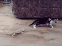 Startled GIFs - Get the best gif on GIFER