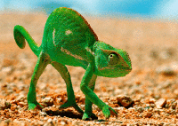 Reptiles GIFs - Get the best gif on GIFER