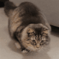 Curses GIFs - Get the best gif on GIFER