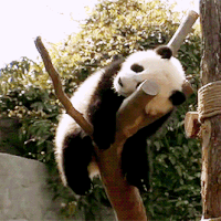 Divided GIFs - Get the best gif on GIFER