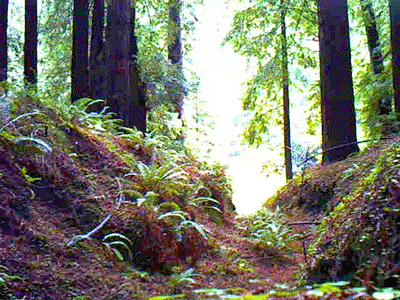 Redwoods GIFs - Get the best gif on GIFER