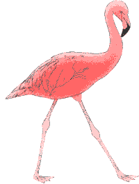 Flamingo GIFs - Get the best gif on GIFER