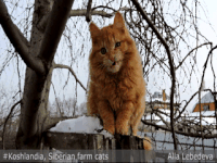 Arachnid GIFs - Get the best gif on GIFER
