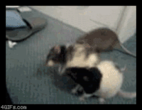 Conflict GIFs - Get the best gif on GIFER