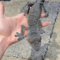 Gecko GIFs - Get the best gif on GIFER