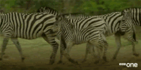 Zebra GIFs - Get the best gif on GIFER