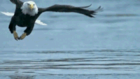 Eagle GIFs - Get the best gif on GIFER
