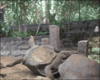 Tiempo GIF - Conseguir el mejor gif en GIFER