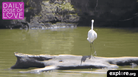 Heron GIFs - Get the best gif on GIFER