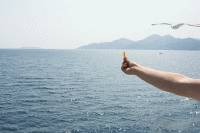 Seagulls GIFs - Get the best gif on GIFER