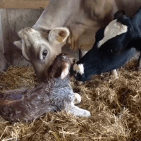 Calves GIFs - Get the best gif on GIFER