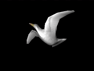 Seagulls GIFs - Get the best gif on GIFER