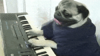 Pug GIFs - Get the best gif on GIFER