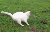 Reflexes GIFs - Get the best gif on GIFER