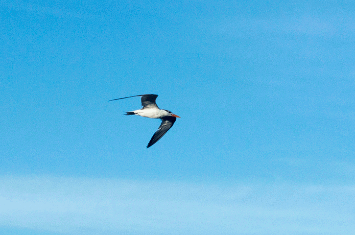 Tern GIFs - Get the best gif on GIFER