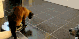 Roombas GIFs - Get the best gif on GIFER
