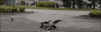 Geese GIFs - Get the best gif on GIFER