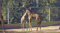 Zoo GIFs - Get the best gif on GIFER
