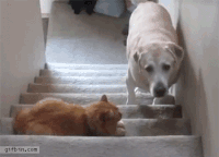 Colliding GIFs - Get the best gif on GIFER