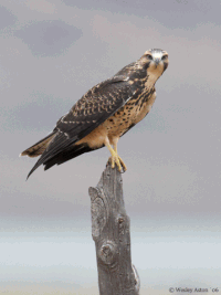 Hawk GIF - Conseguir el mejor gif en GIFER